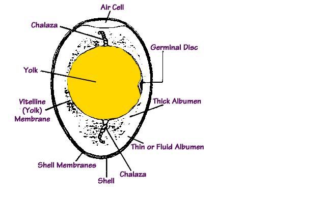 Check Air Cells in Shipped Eggs Before Incubation? - The Classroom ...